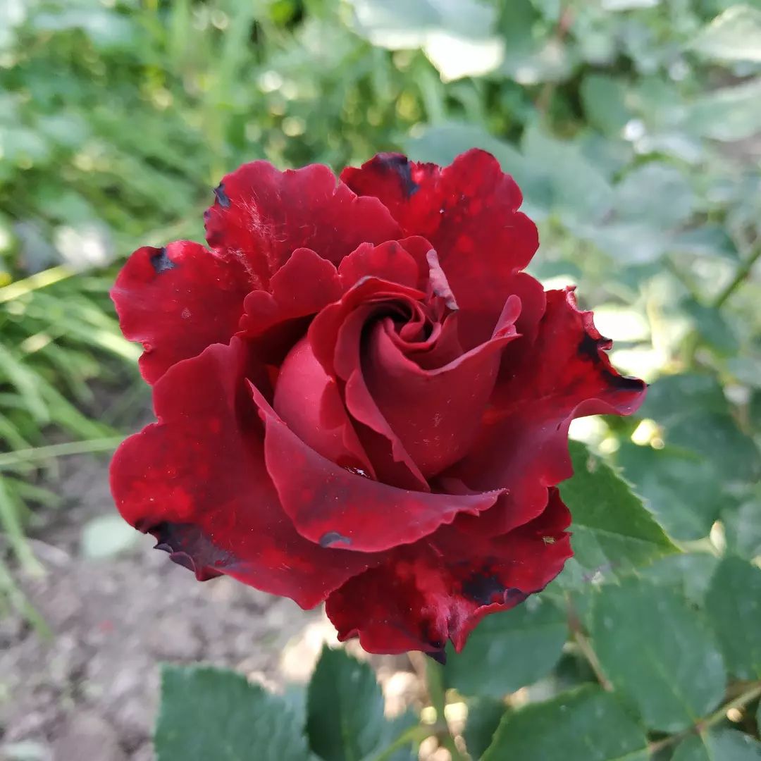 rosa hommage a barbara :: Obrady & Čary