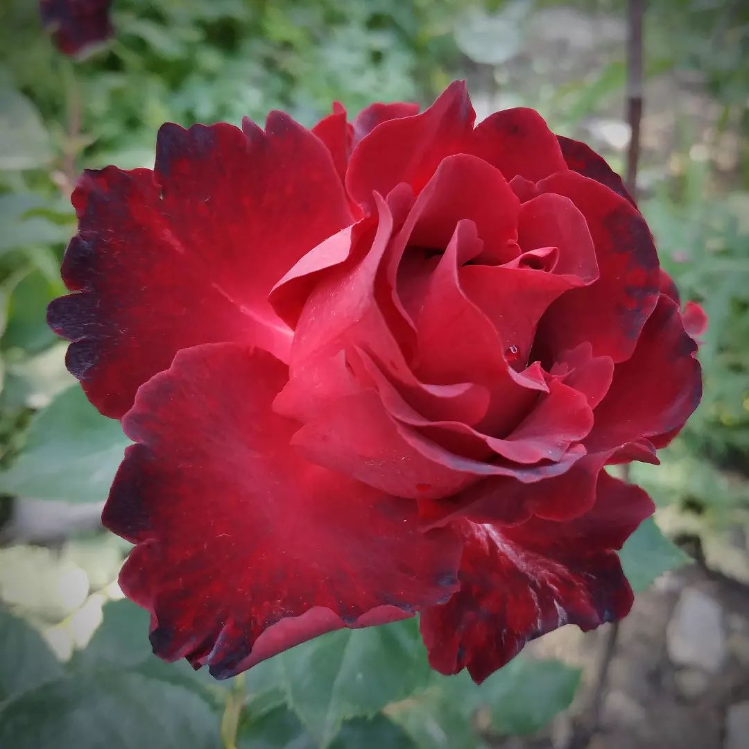 rosa hommage a barbara :: Obrady & Čary