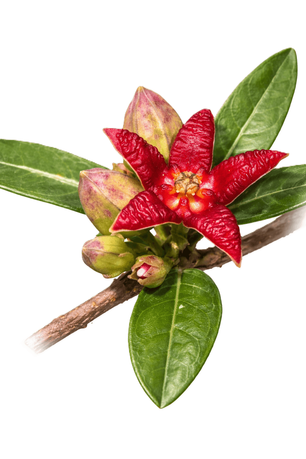 Sarsaparilla nie je len jedna :: Blog Ivana Jelemenská